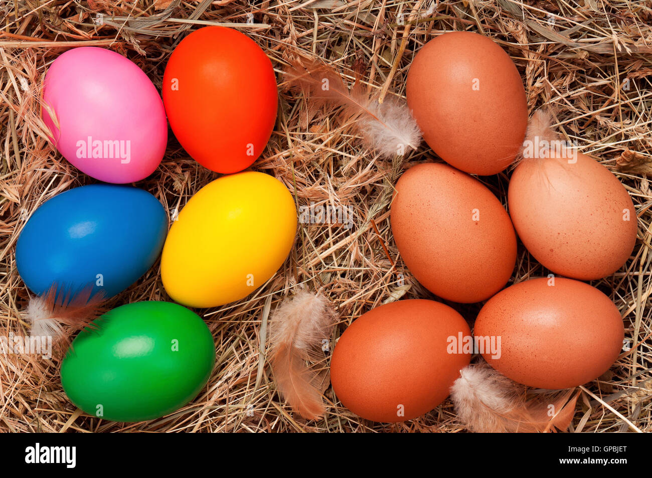 Eggs in nest Stock Photo - Alamy