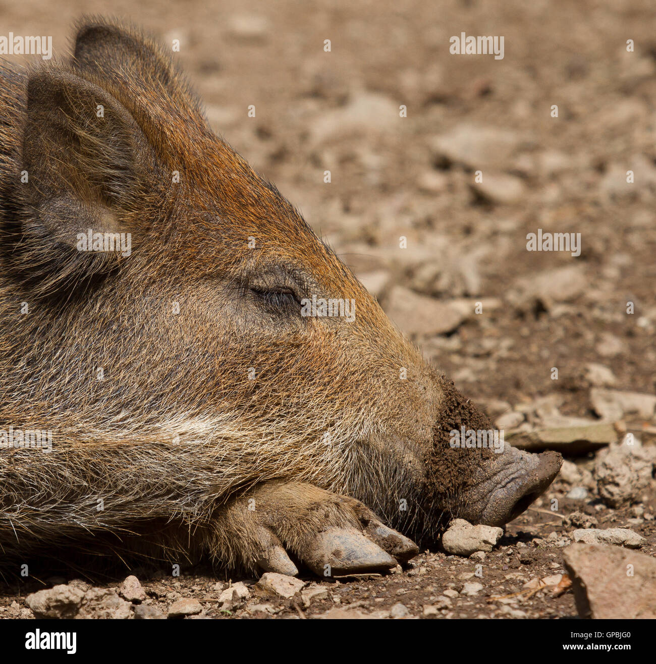 Boar pictures hi-res stock photography and images - Alamy