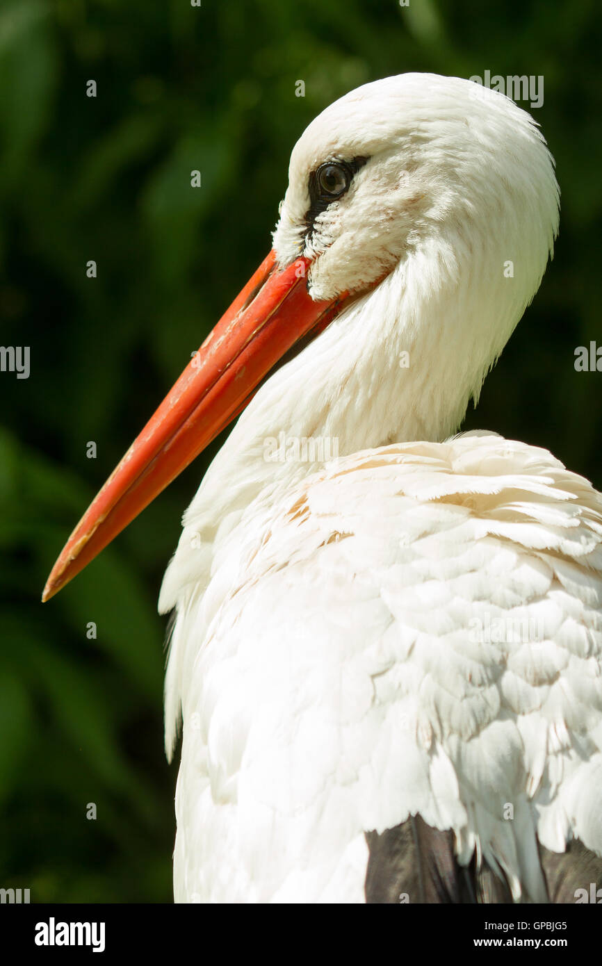 Stork in its natural habitat Stock Photo - Alamy