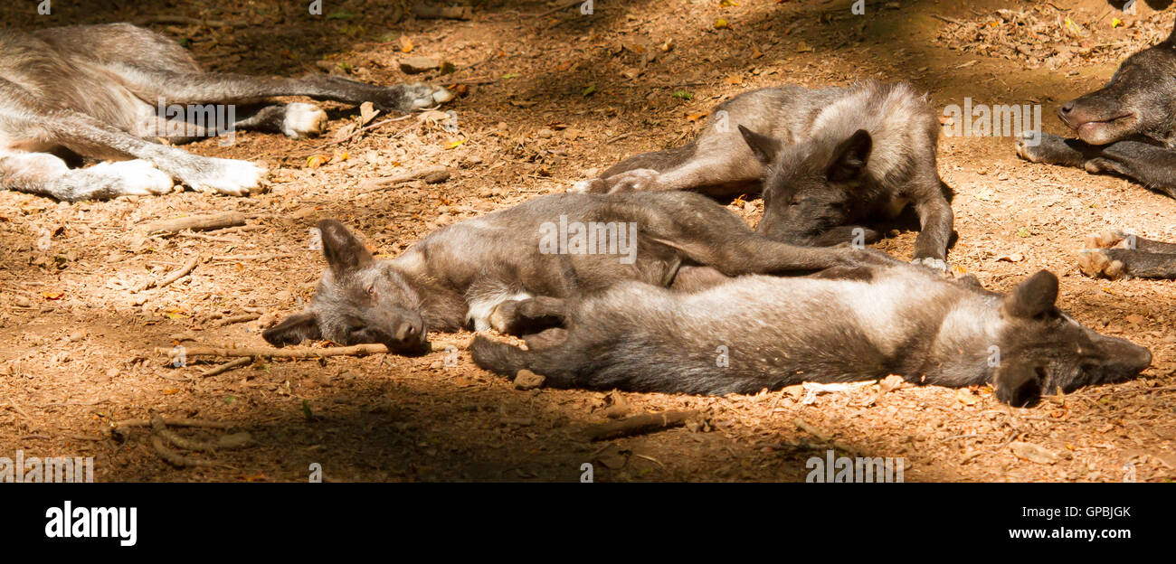 A group of young wolves Stock Photo - Alamy