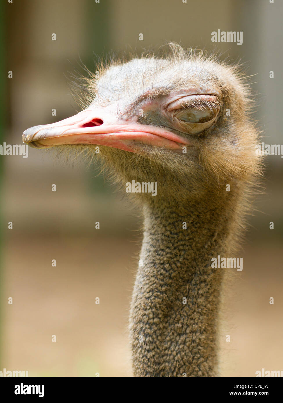 Ostrich standing in a zoo in Saigon Stock Photo - Alamy