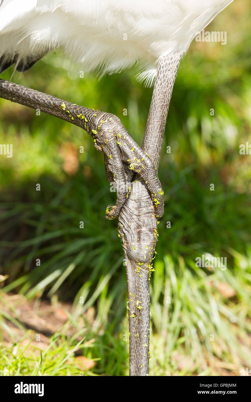 Close-up of the legs of a big bird Stock Photo - Alamy