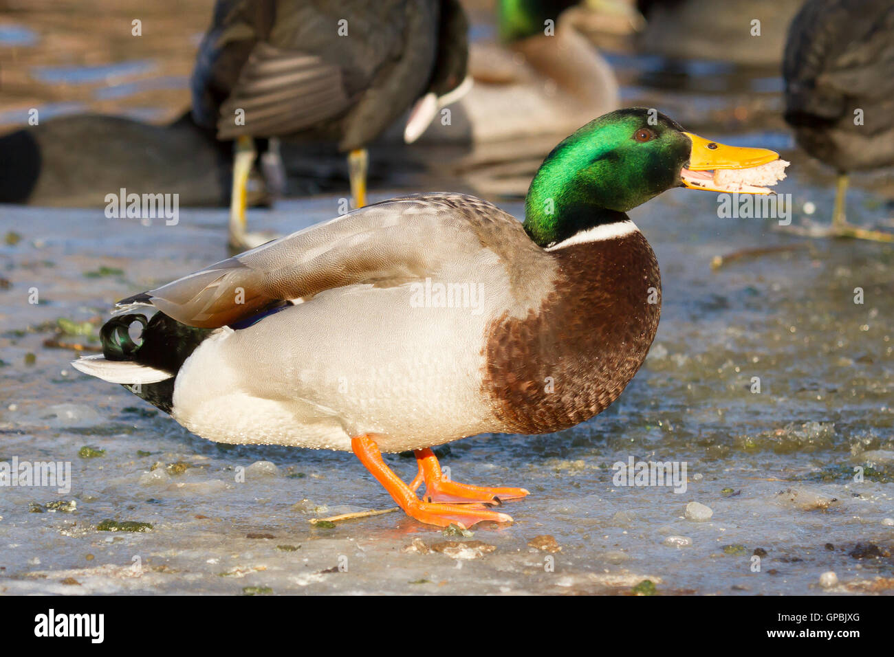 A mallard is eating bread Stock Photo - Alamy