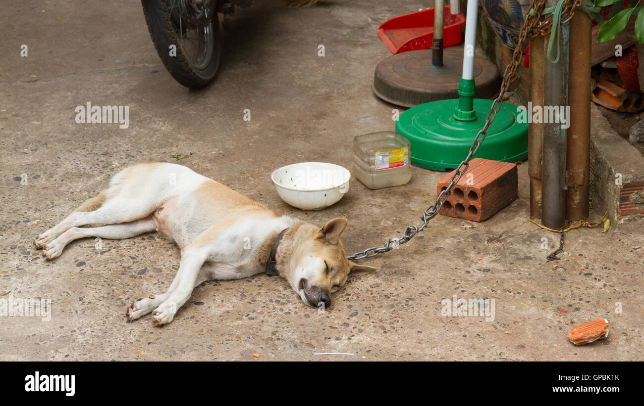 Dog on chain with lock, prevention from stealing for consumption Stock ...
