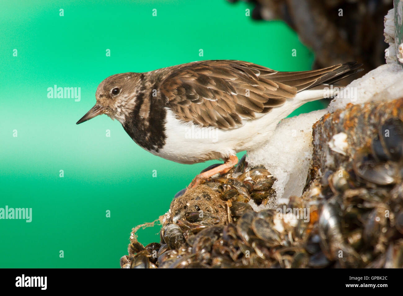 Rudy turnstone hi-res stock photography and images - Alamy