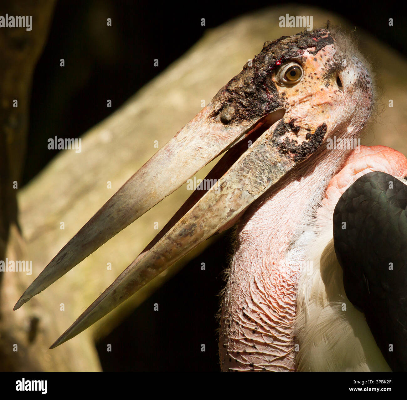 A close-up of an marabu Stock Photo - Alamy
