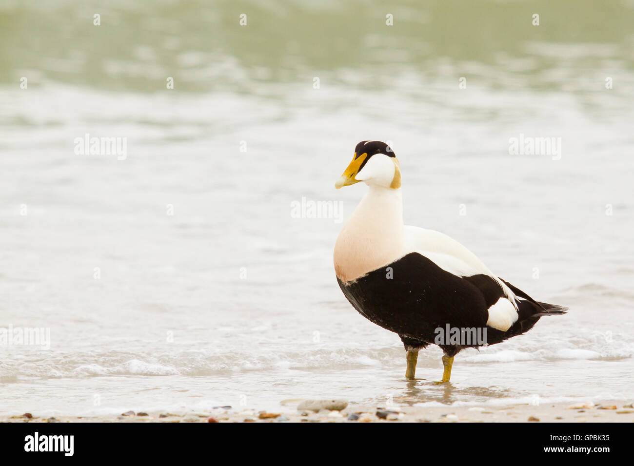 A common eider Stock Photo - Alamy
