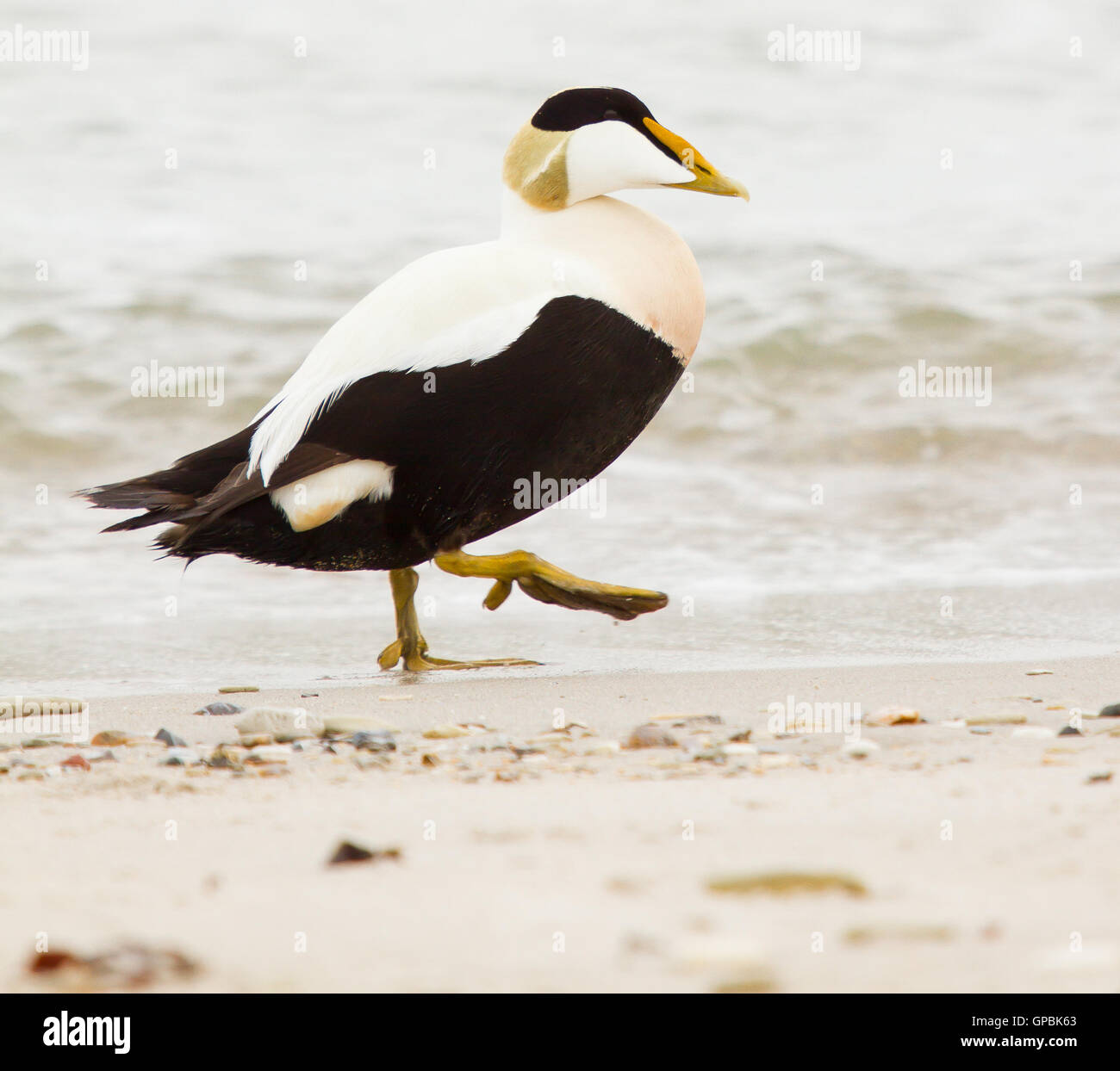 A common eider Stock Photo - Alamy