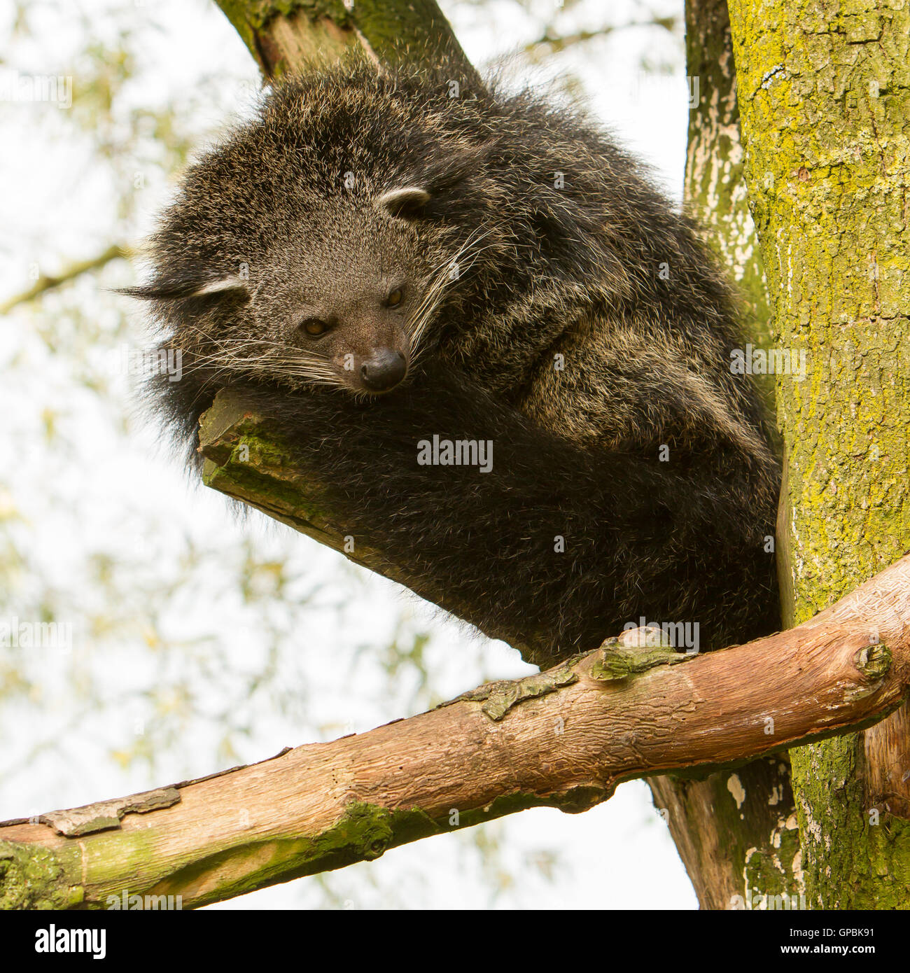 Close-up of a Binturong (Arctictis binturong Stock Photo - Alamy