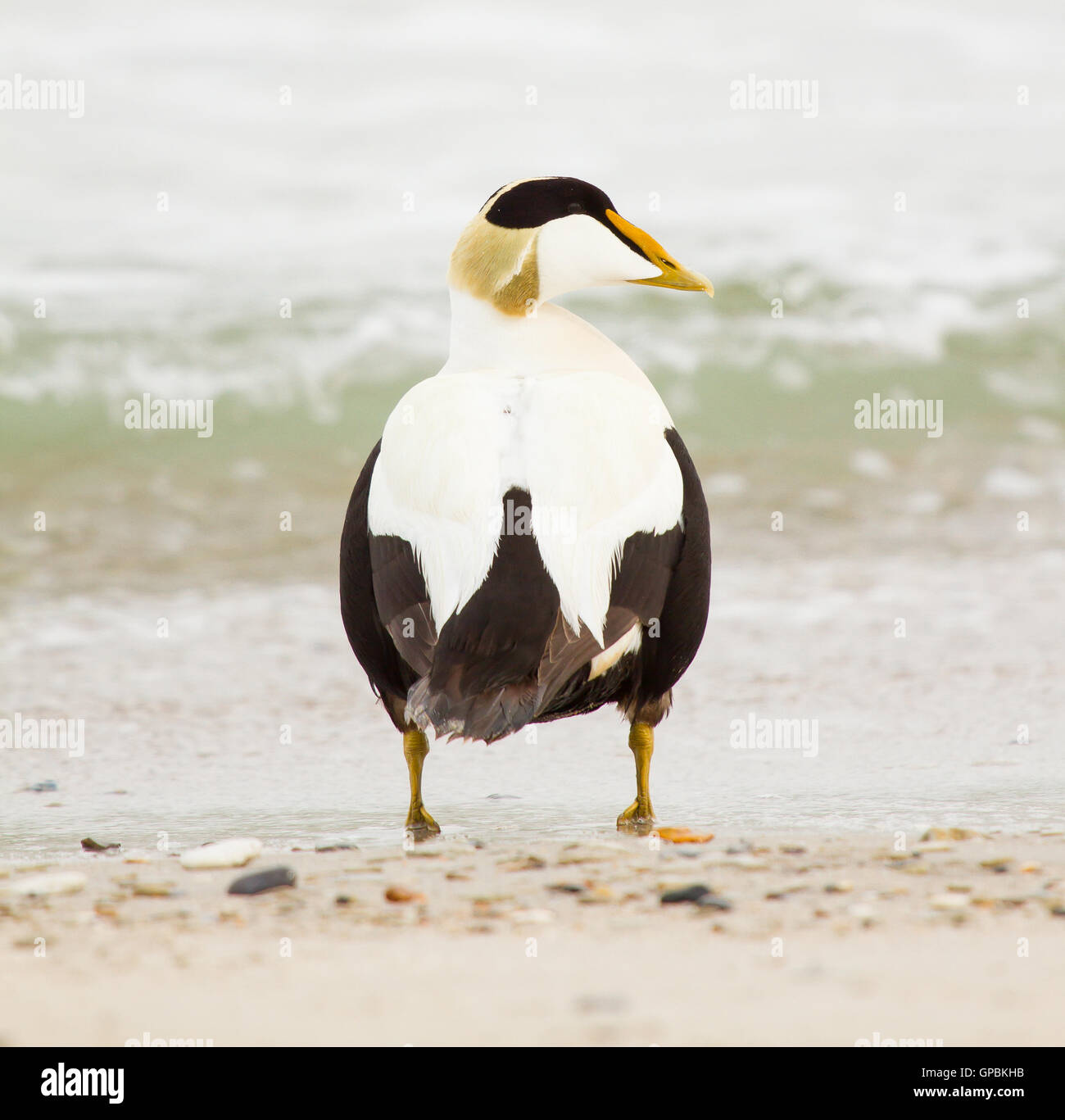 A common eider Stock Photo - Alamy