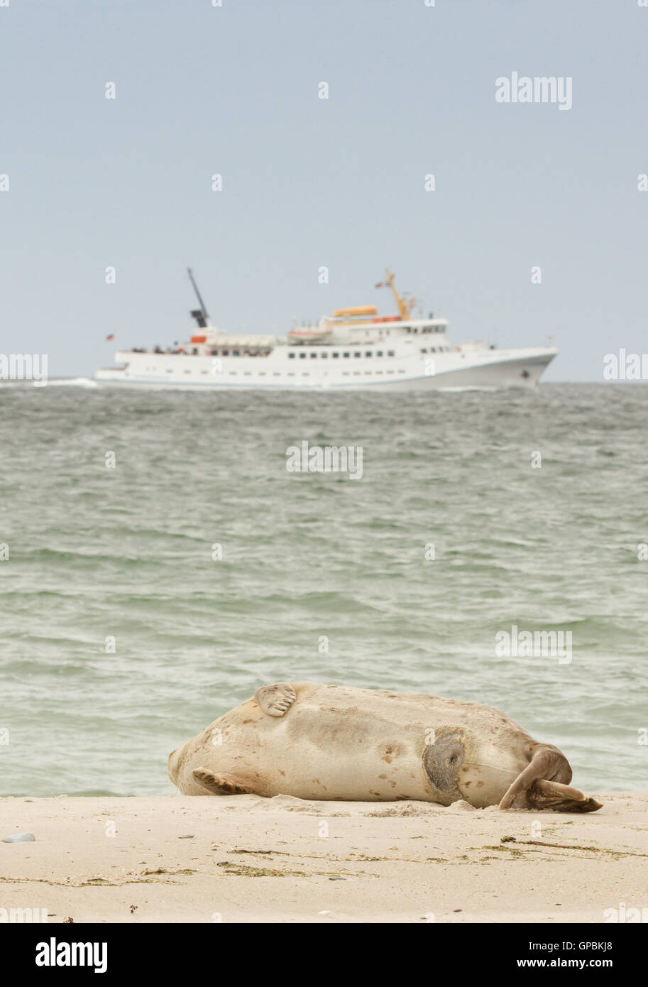 A common seal Stock Photo - Alamy