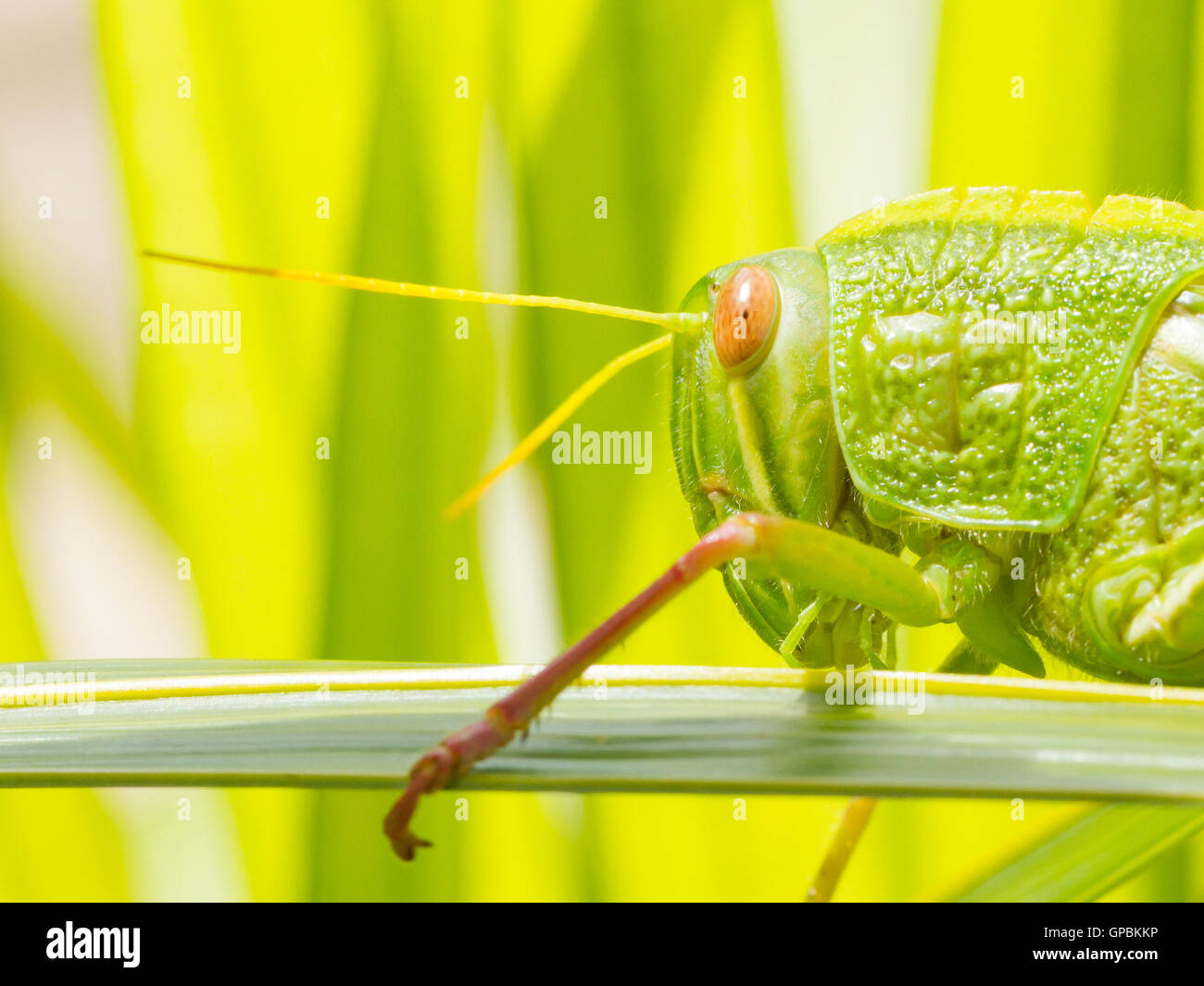 Large grasshopper, eating grass Stock Photo - Alamy