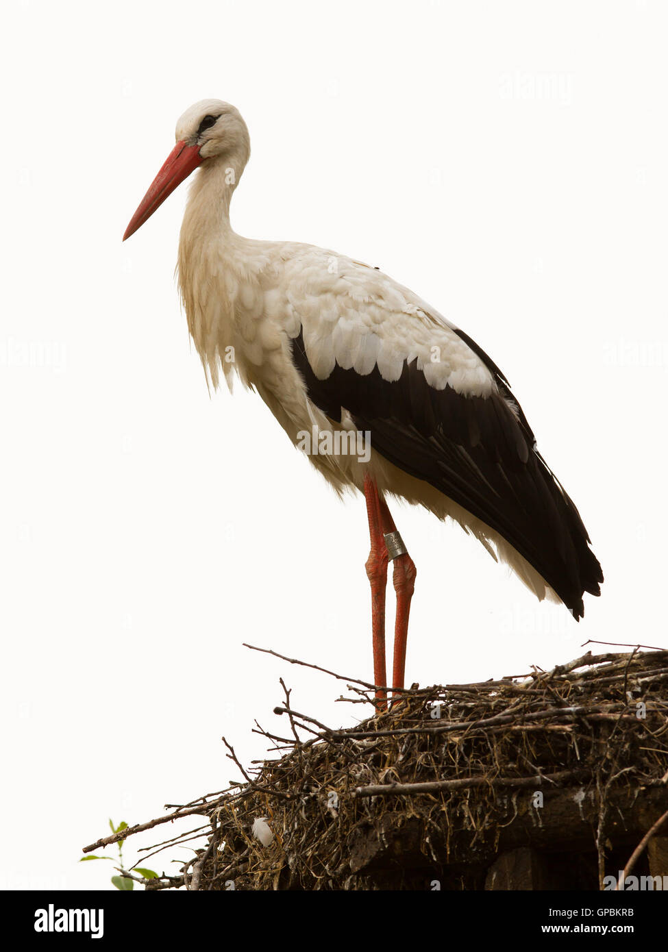 Adult stork in its natural habitat, on a nest Stock Photo - Alamy