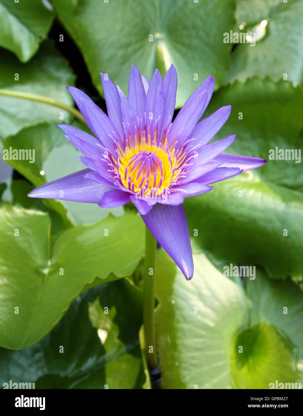The blooming blue lotus in the natural pond Stock Photo - Alamy