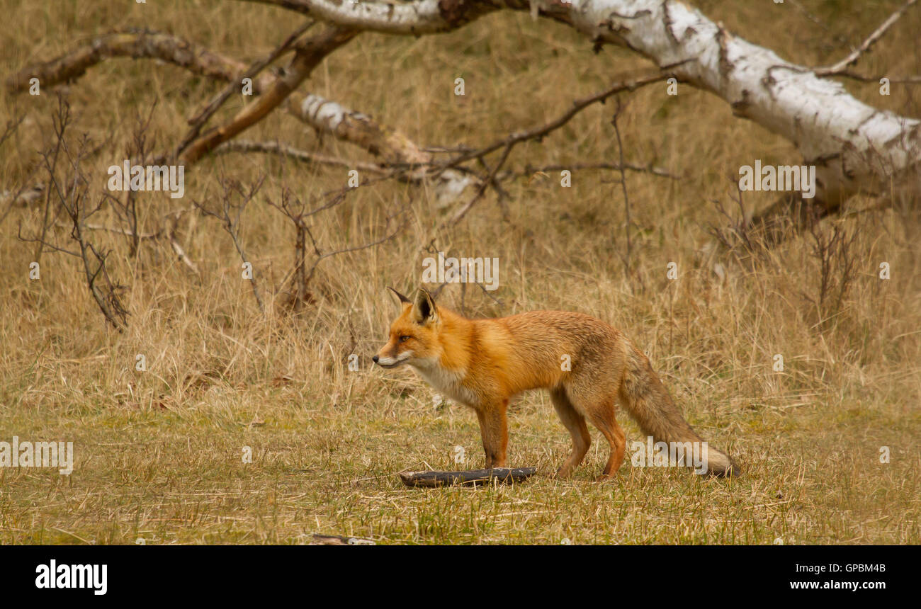 A fox in Holland Stock Photo - Alamy