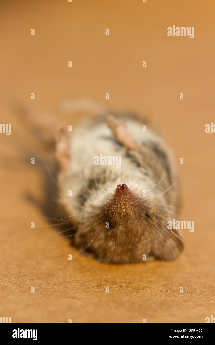 A dead mouse Stock Photo - Alamy