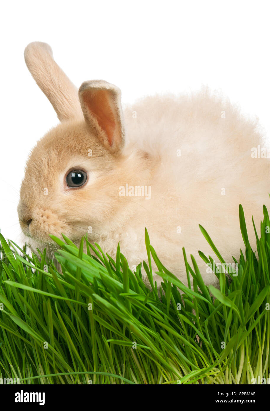 Rabbit in grass Stock Photo - Alamy