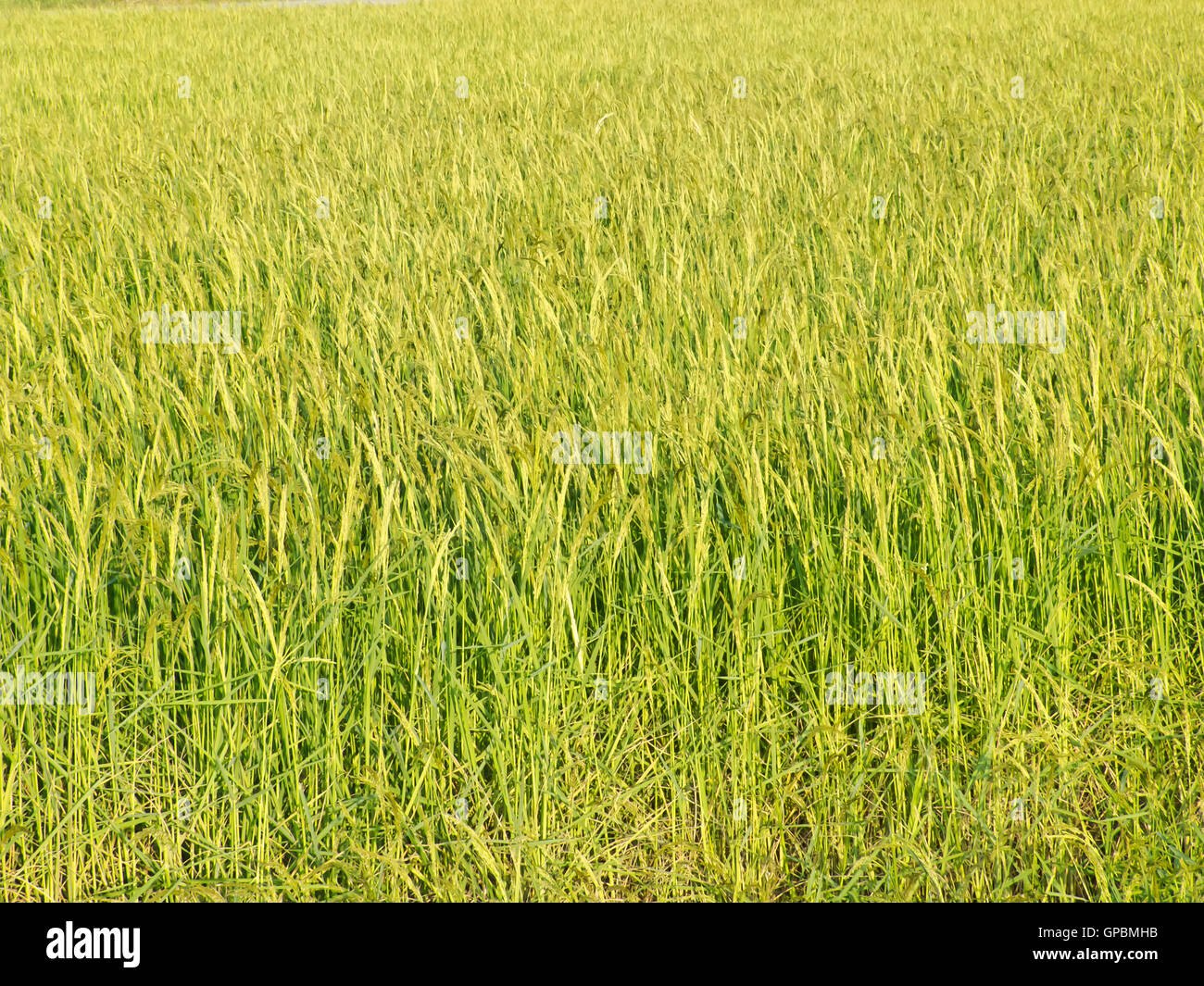 jasmine rice field Stock Photo - Alamy
