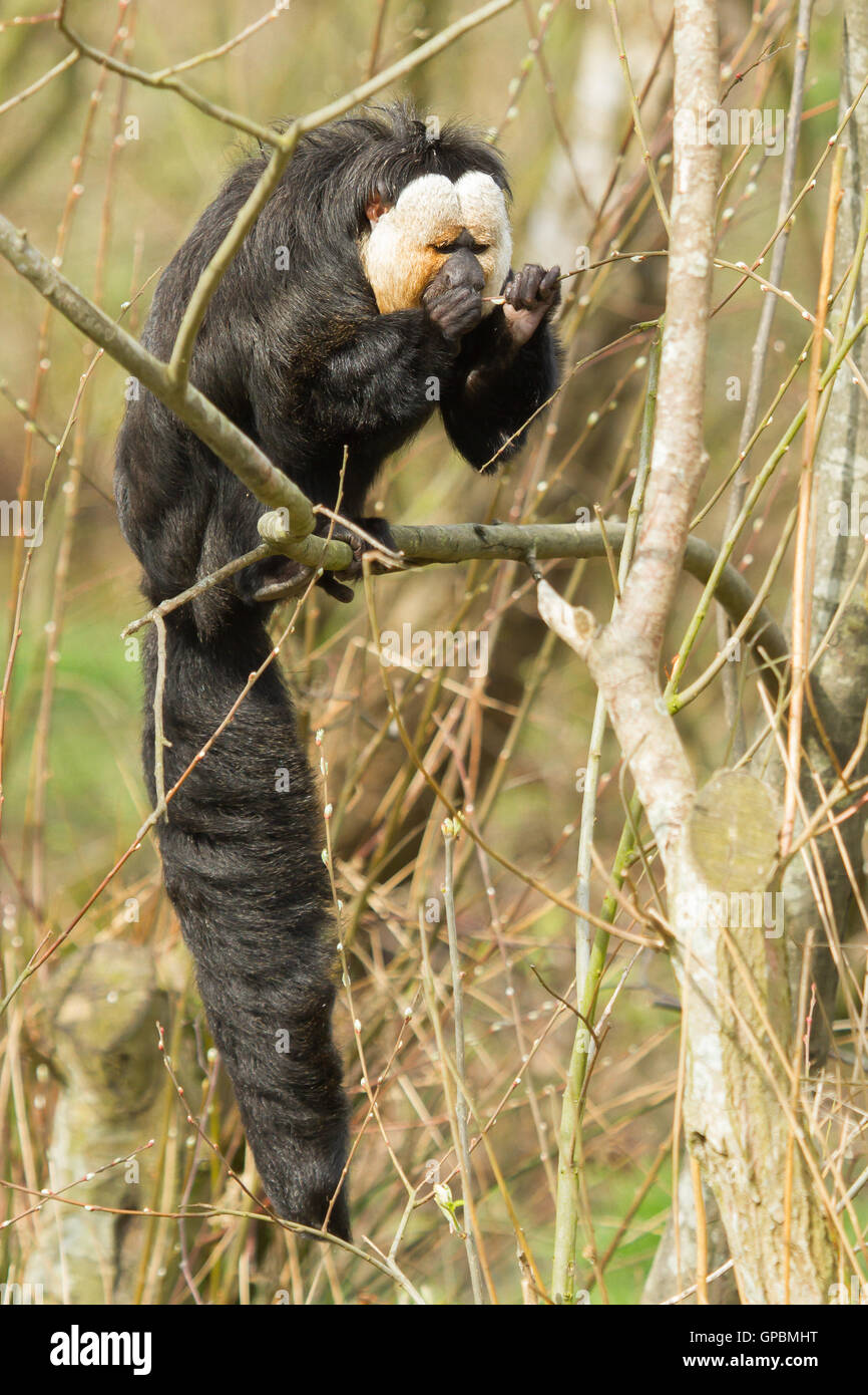 White-faced Saki (Pithecia pithecia Stock Photo - Alamy