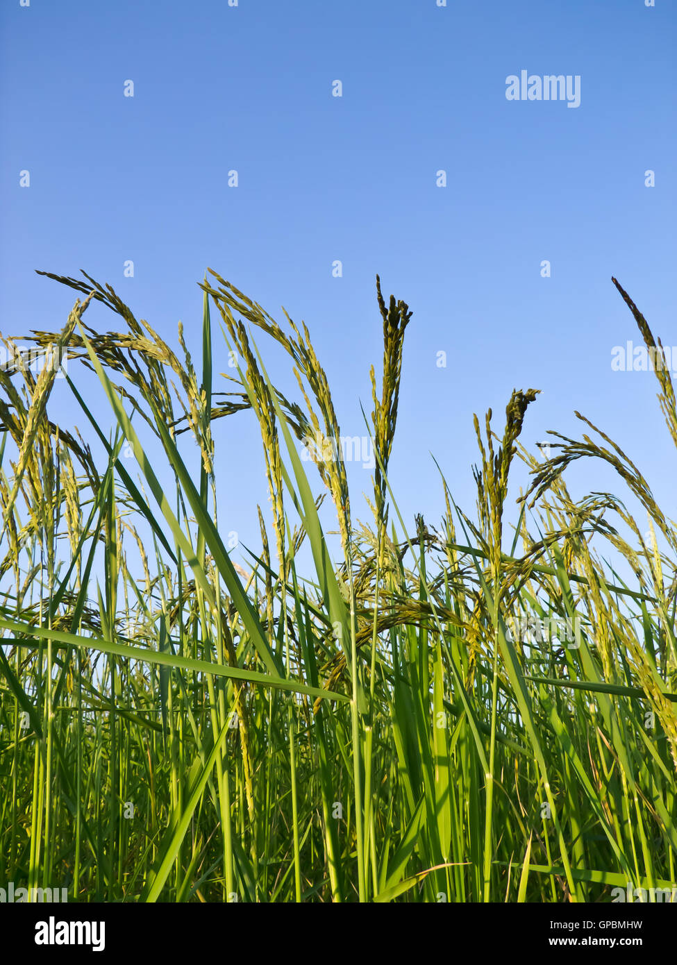jasmine rice field Stock Photo - Alamy