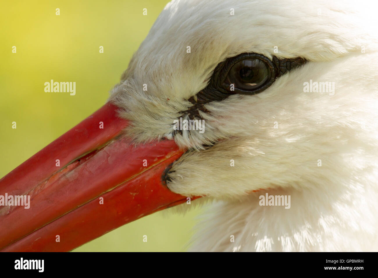 A close-up of a stork Stock Photo - Alamy