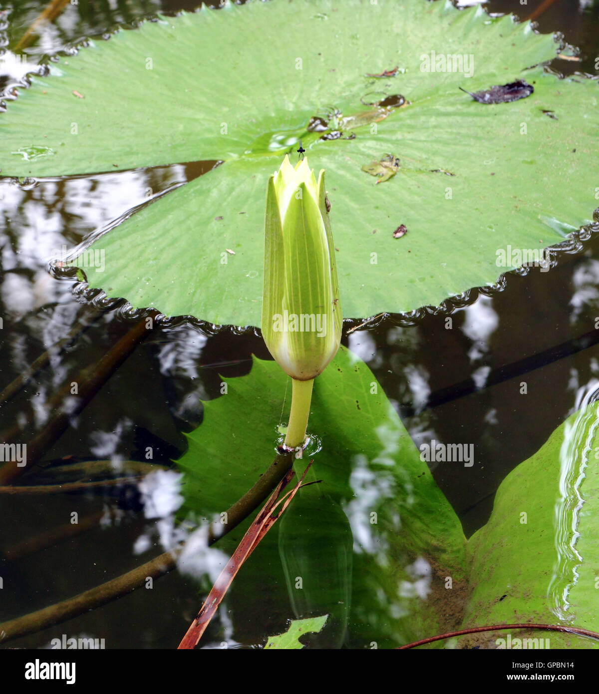 white lotus on the river Stock Photo - Alamy