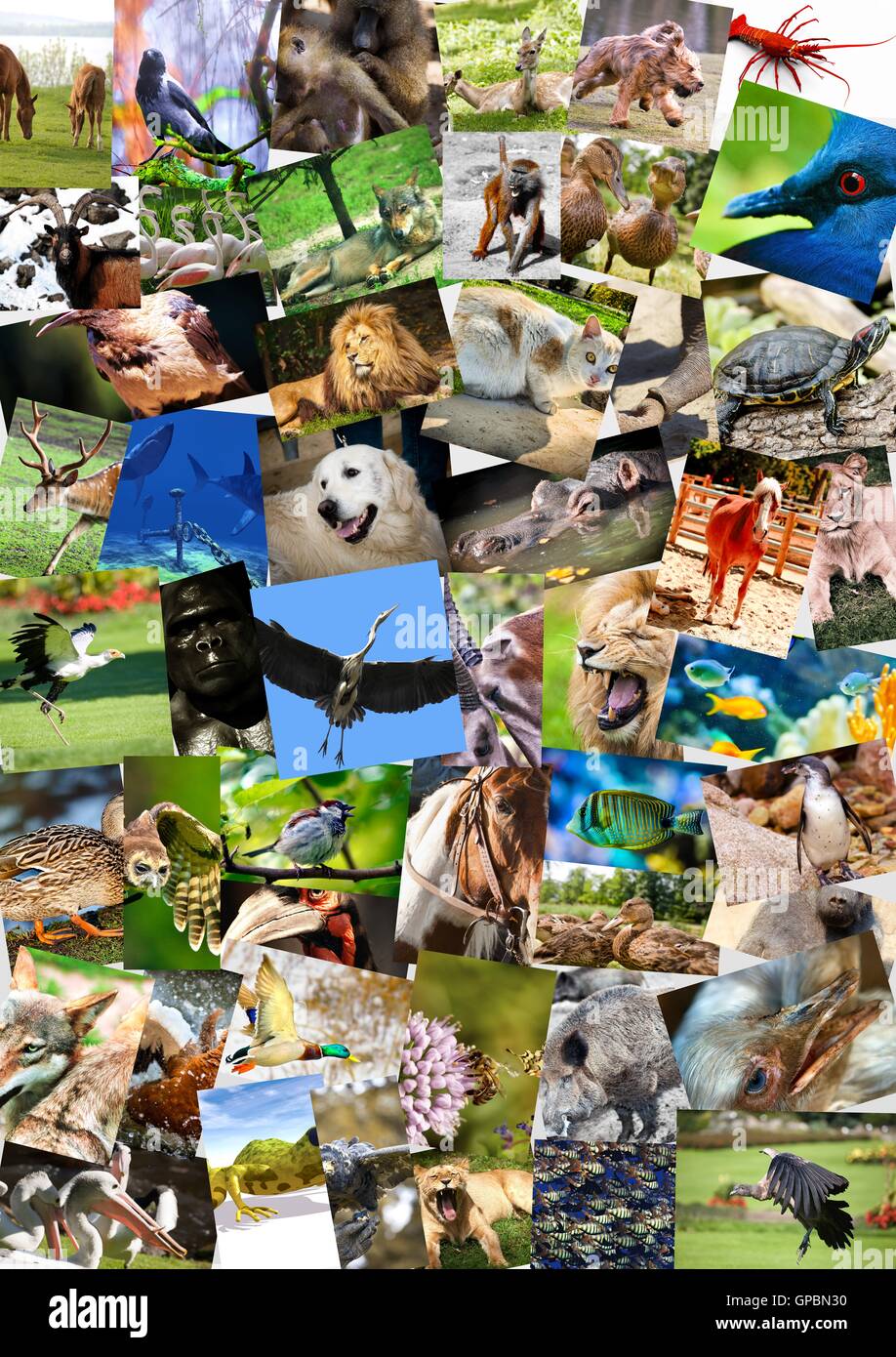 Different animals collage on postcards Stock Photo - Alamy