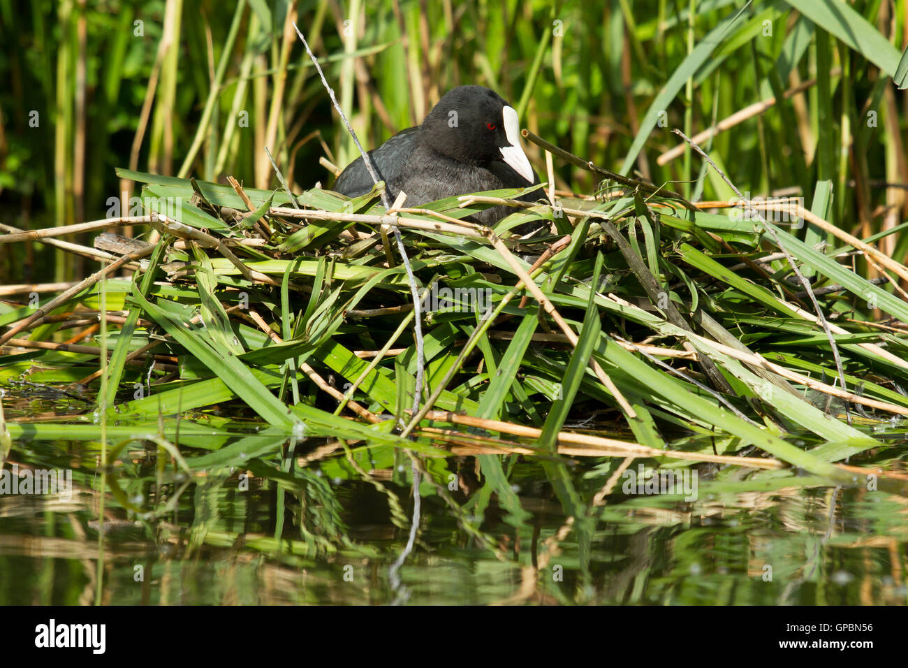 Common coot reed nest hi-res stock photography and images - Alamy
