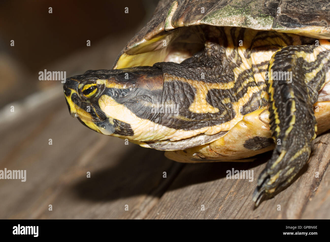 A European pond terrapin Stock Photo - Alamy