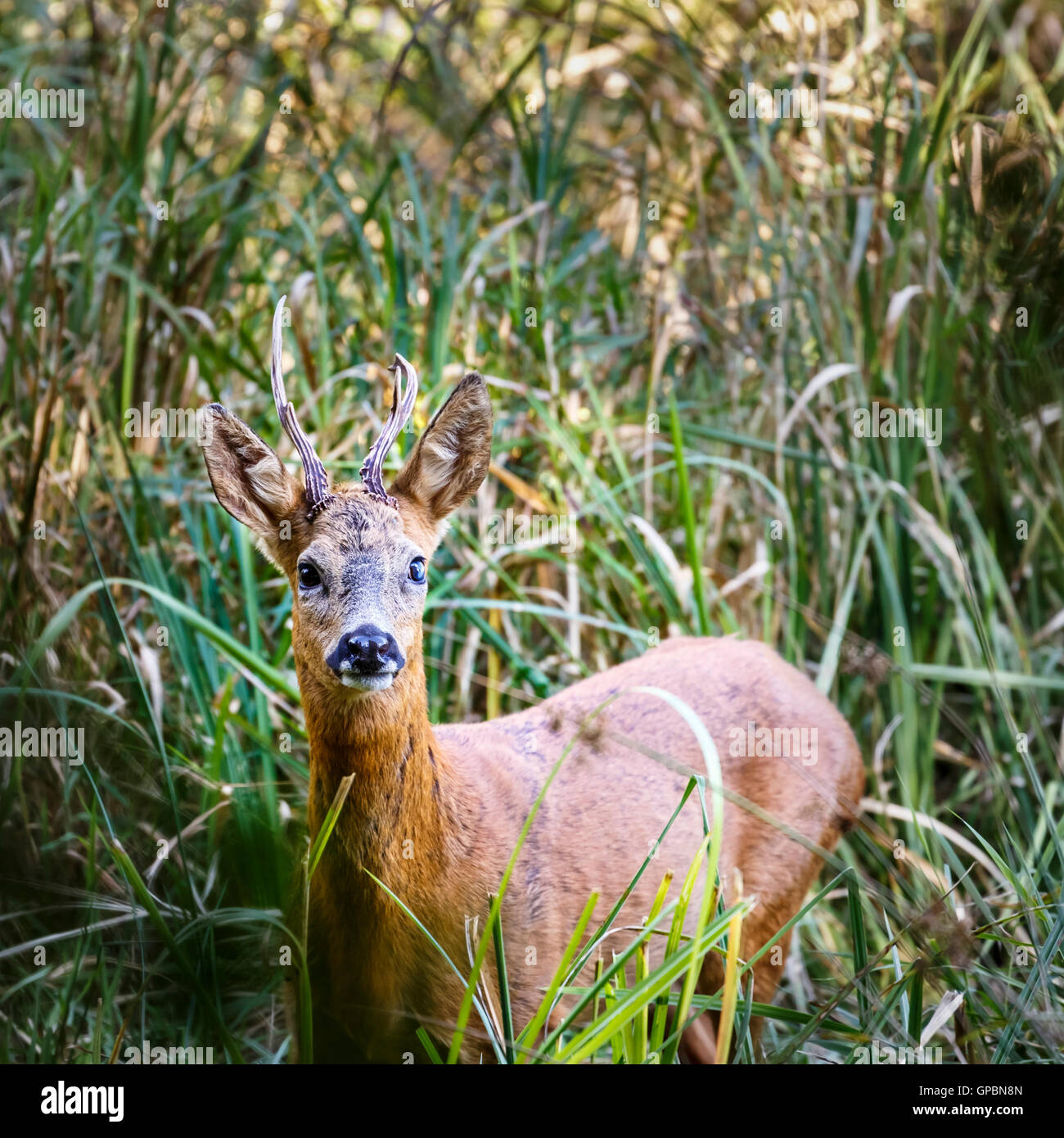 Startled male roe deer (Capreolus capreolus) with lopsided antlers near ...