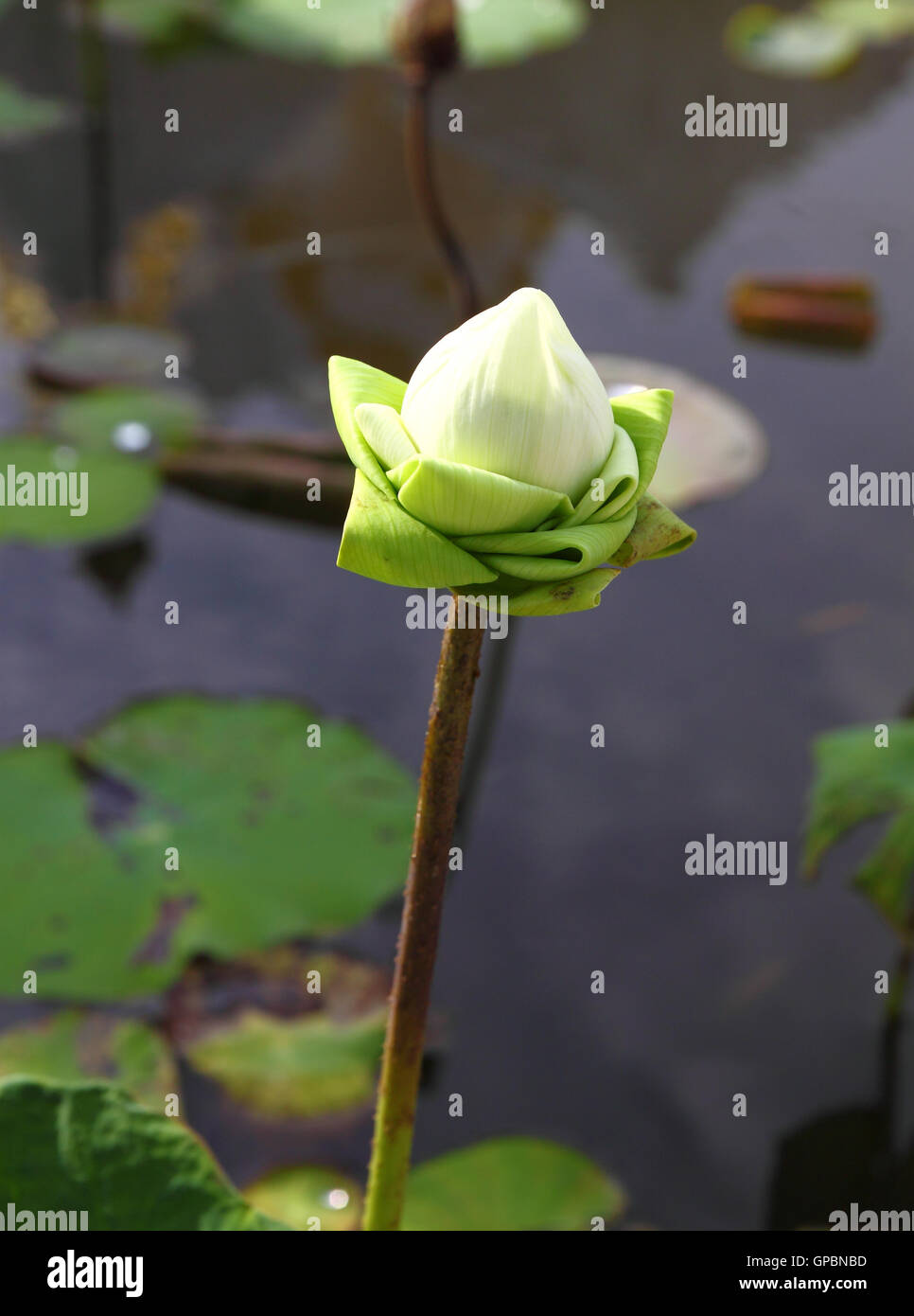 Bud of The Lotus Flower Stock Photo - Alamy