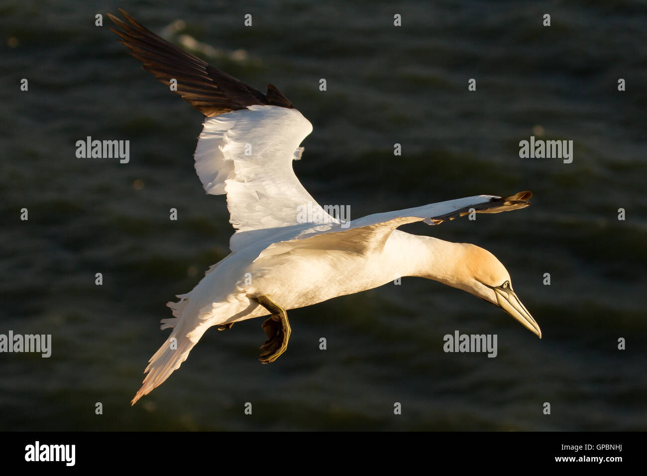 A gannet is flying Stock Photo - Alamy