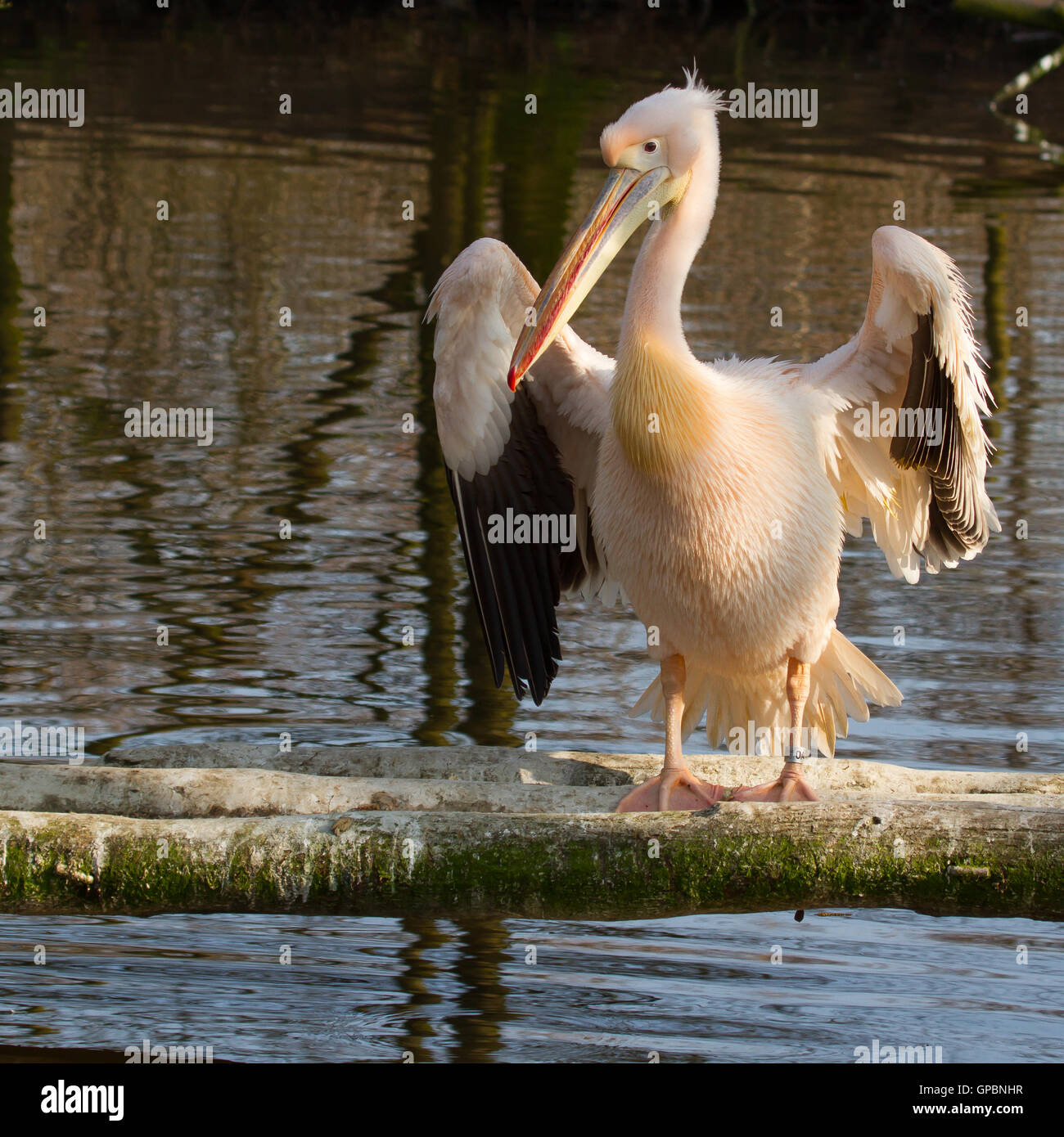 Great white pelican catch hi-res stock photography and images - Alamy