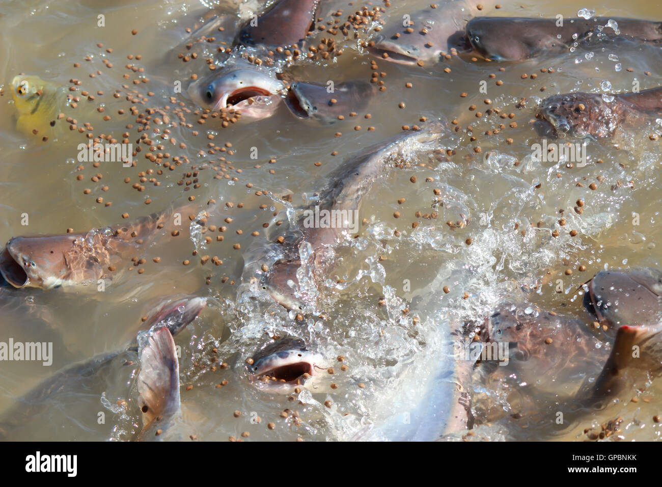 feeding stripped catfish Stock Photo - Alamy