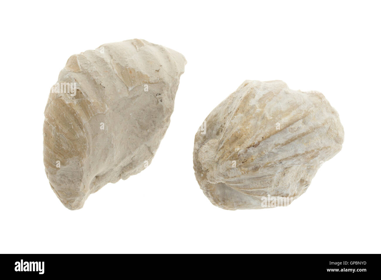Utah or nevada fossil dig Cut Out Stock Images & Pictures - Alamy