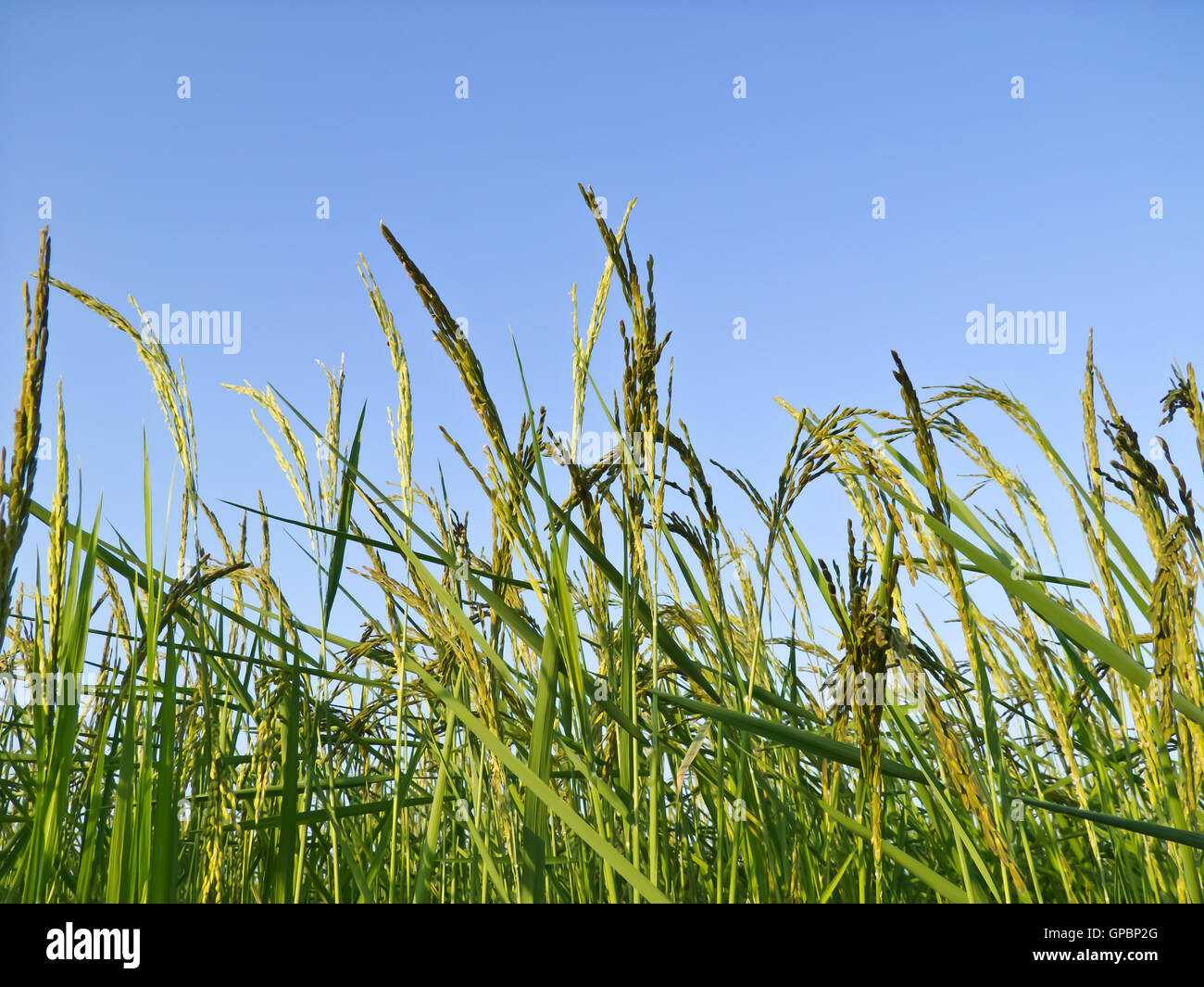 jasmine rice field Stock Photo - Alamy