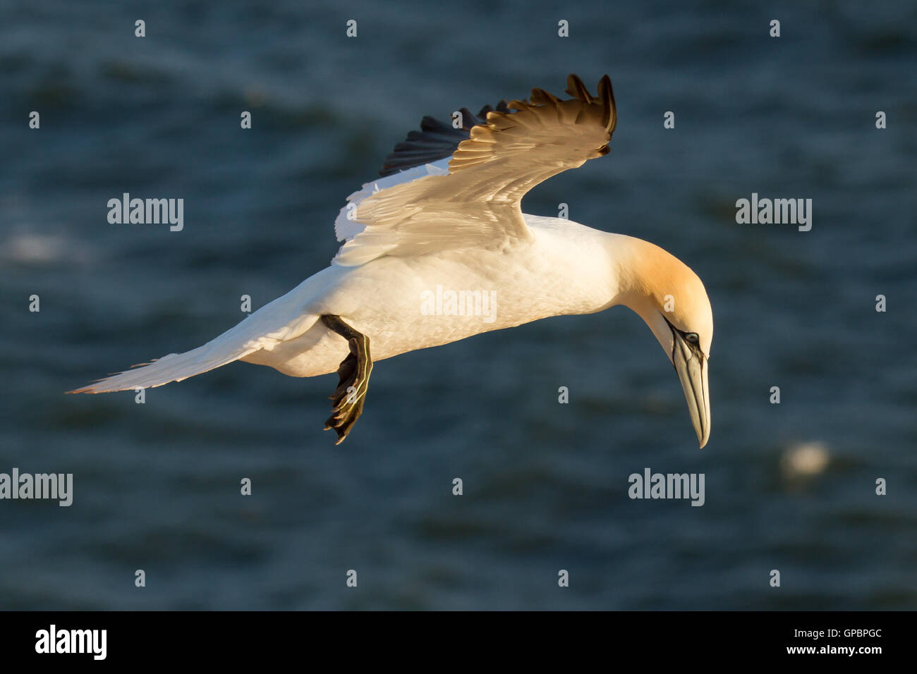 A gannet is flying Stock Photo - Alamy