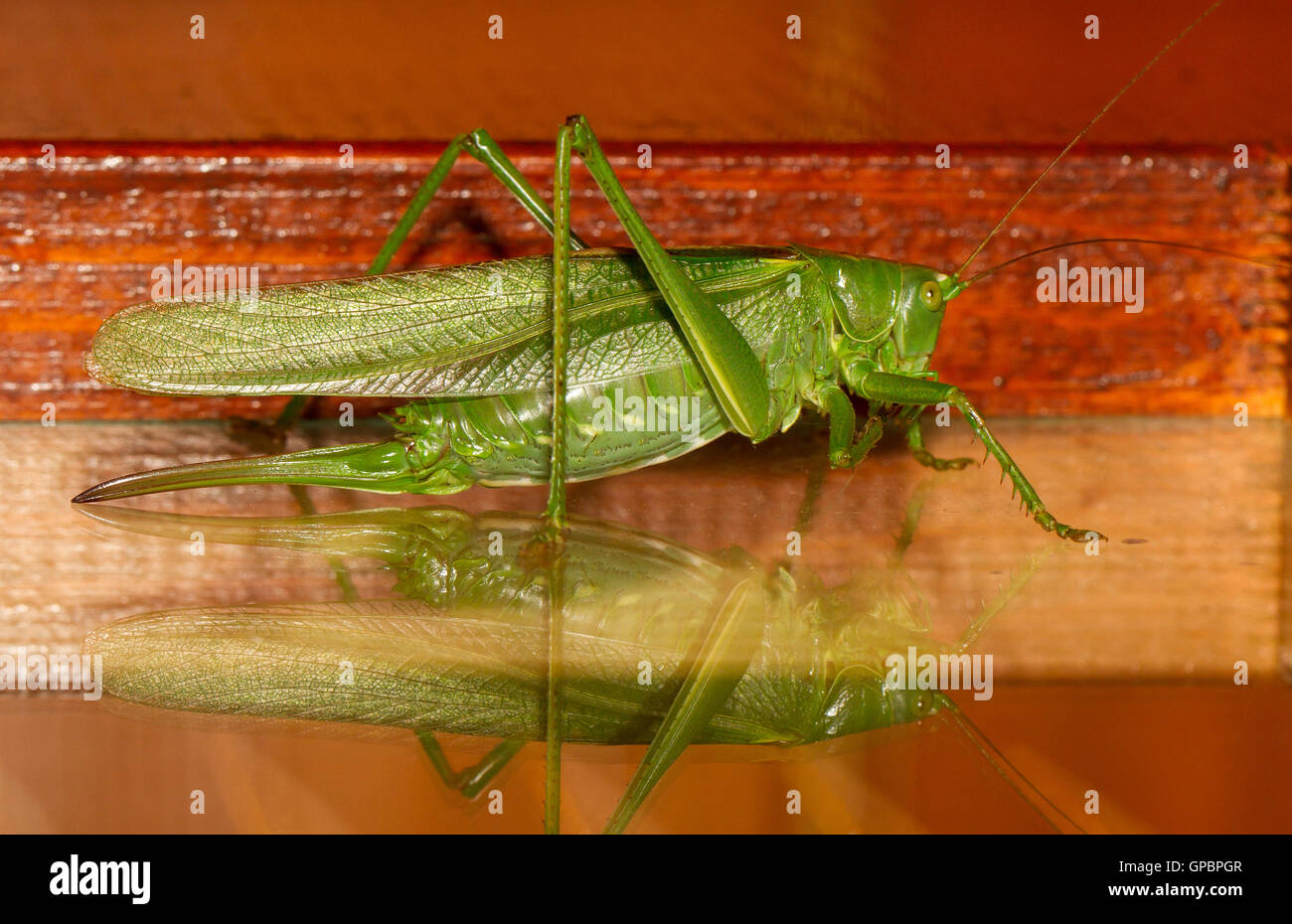 Grasshopper pictures hi-res stock photography and images - Alamy