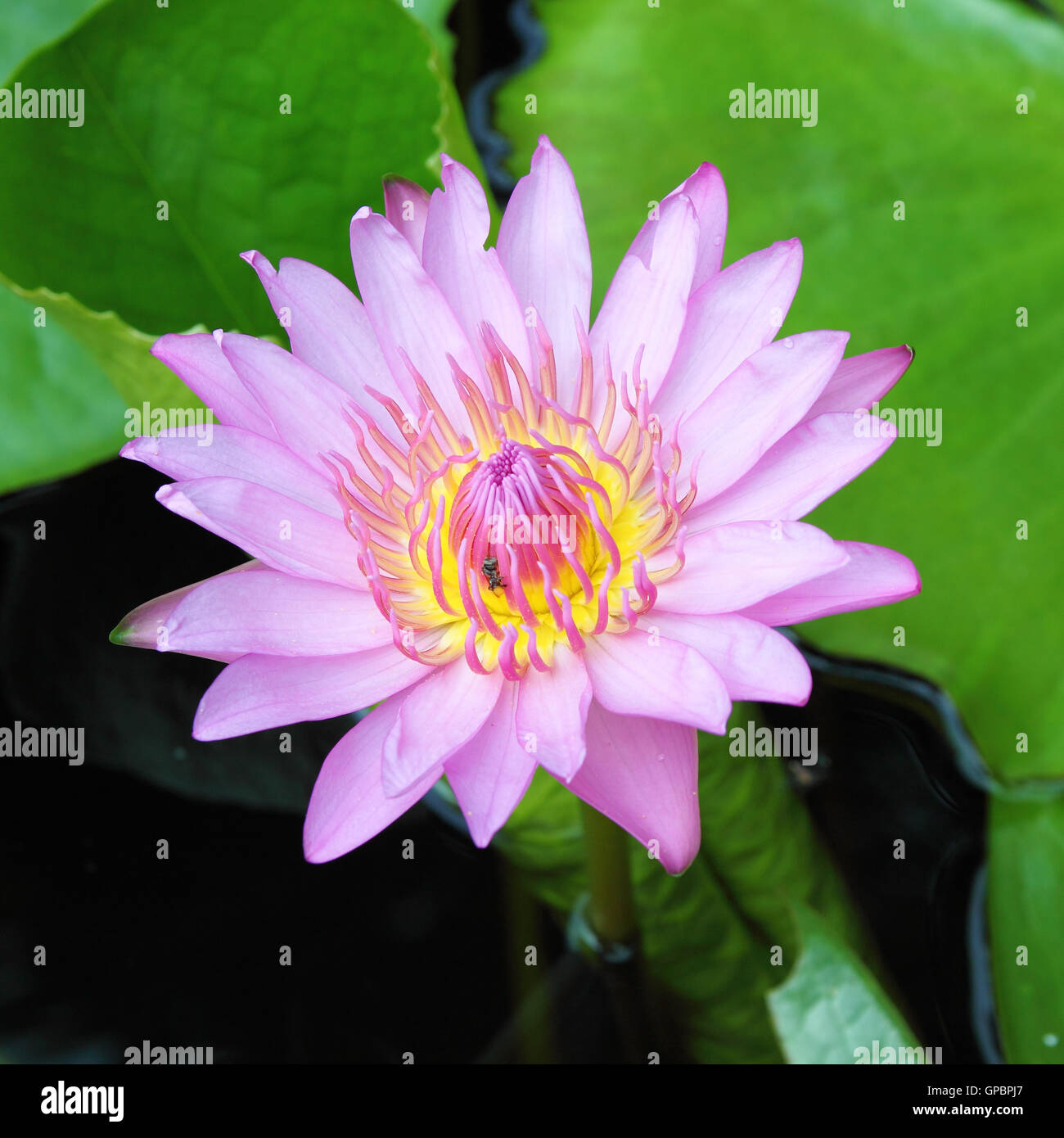 blooming pink lotus with insect Stock Photo - Alamy