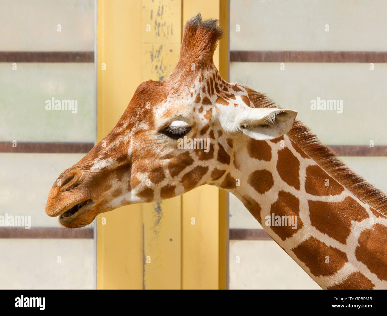 Giraffe mouth teeth hi-res stock photography and images - Alamy