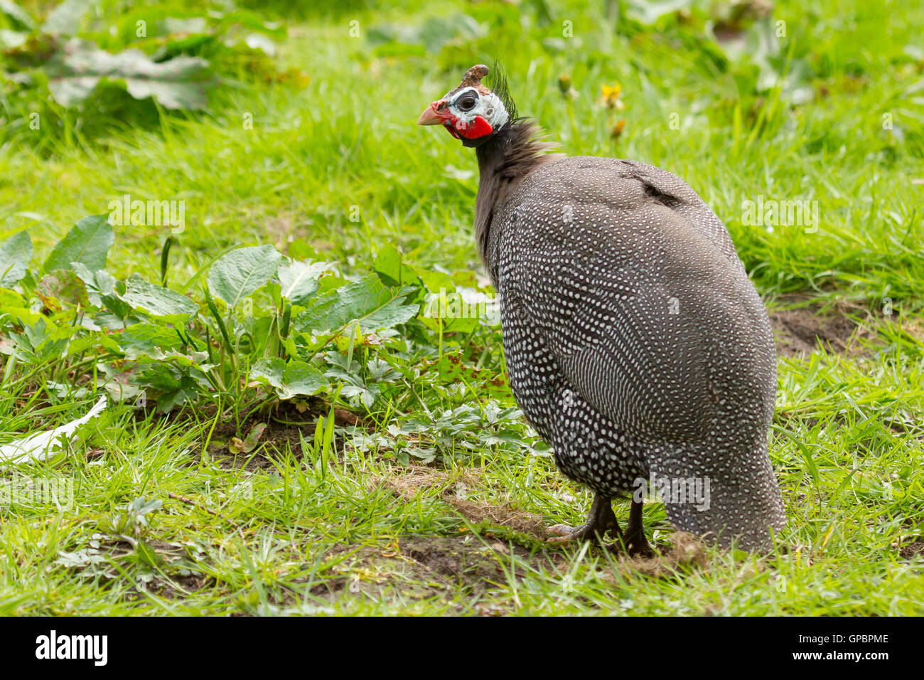 Helmeted Guinea Hen Bird Stock Photo - Alamy