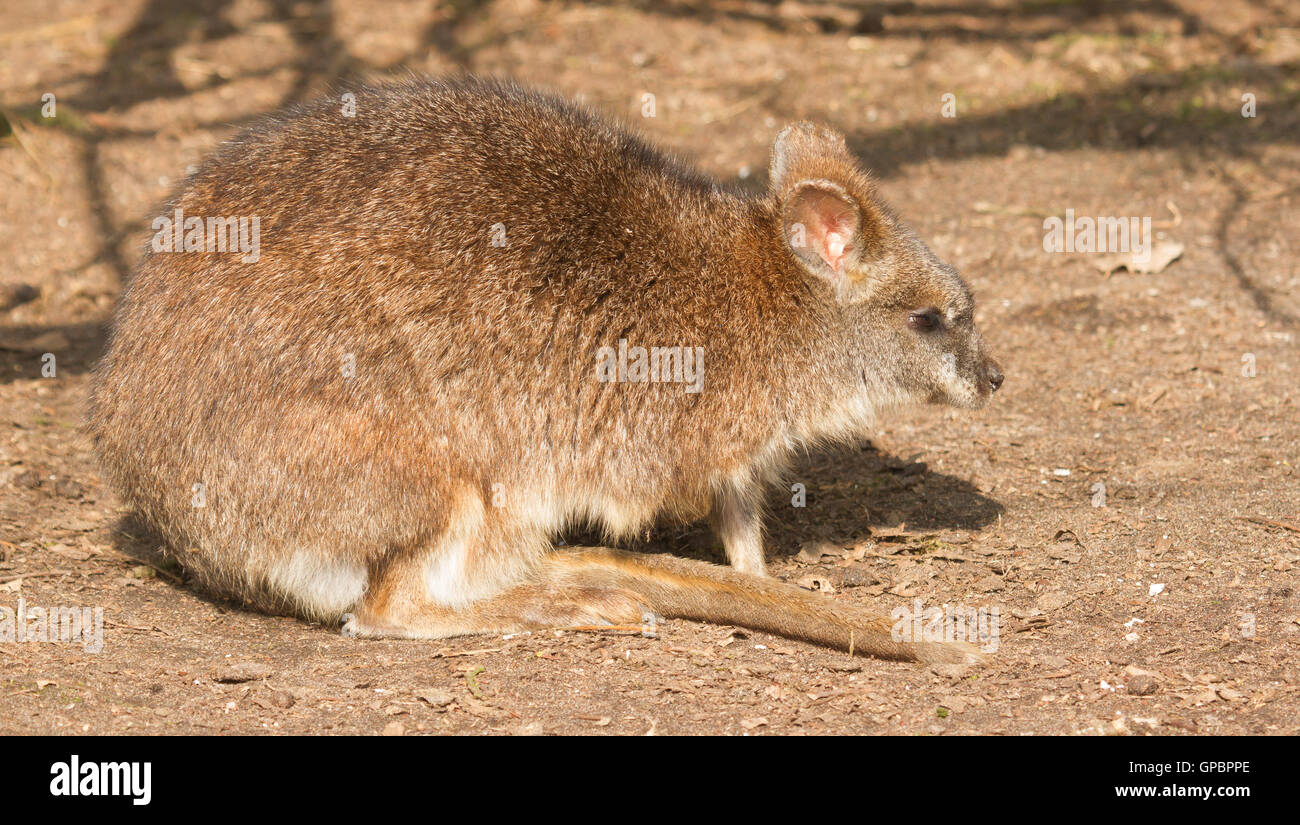A parma wallaby Stock Photo - Alamy