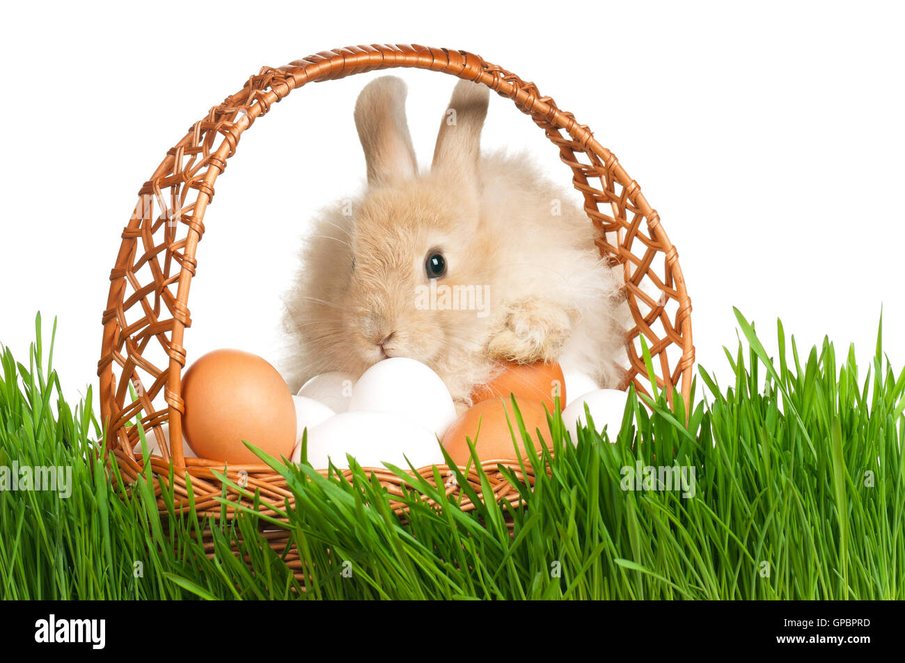 Rabbit in grass Stock Photo - Alamy