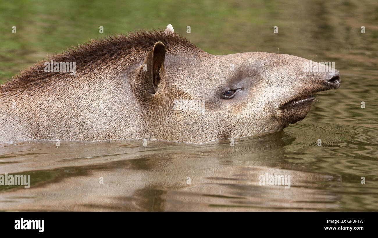 Profile portrait of south American tapir in the water Stock Photo - Alamy