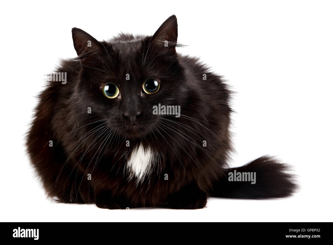 Portrait black domestic cat Cut Out Stock Images & Pictures - Alamy