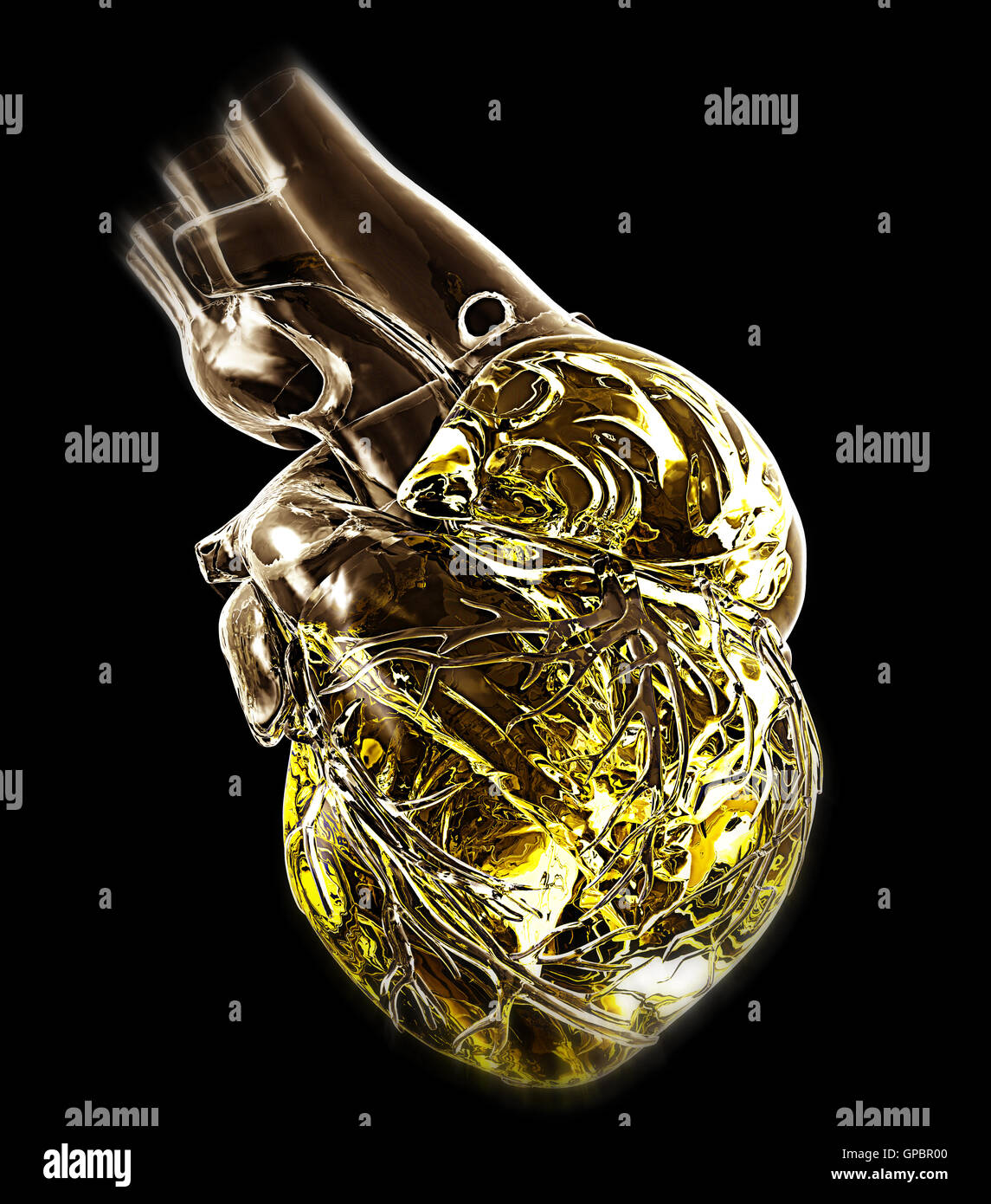 Anatomy model heart body hi-res stock photography and images - Alamy