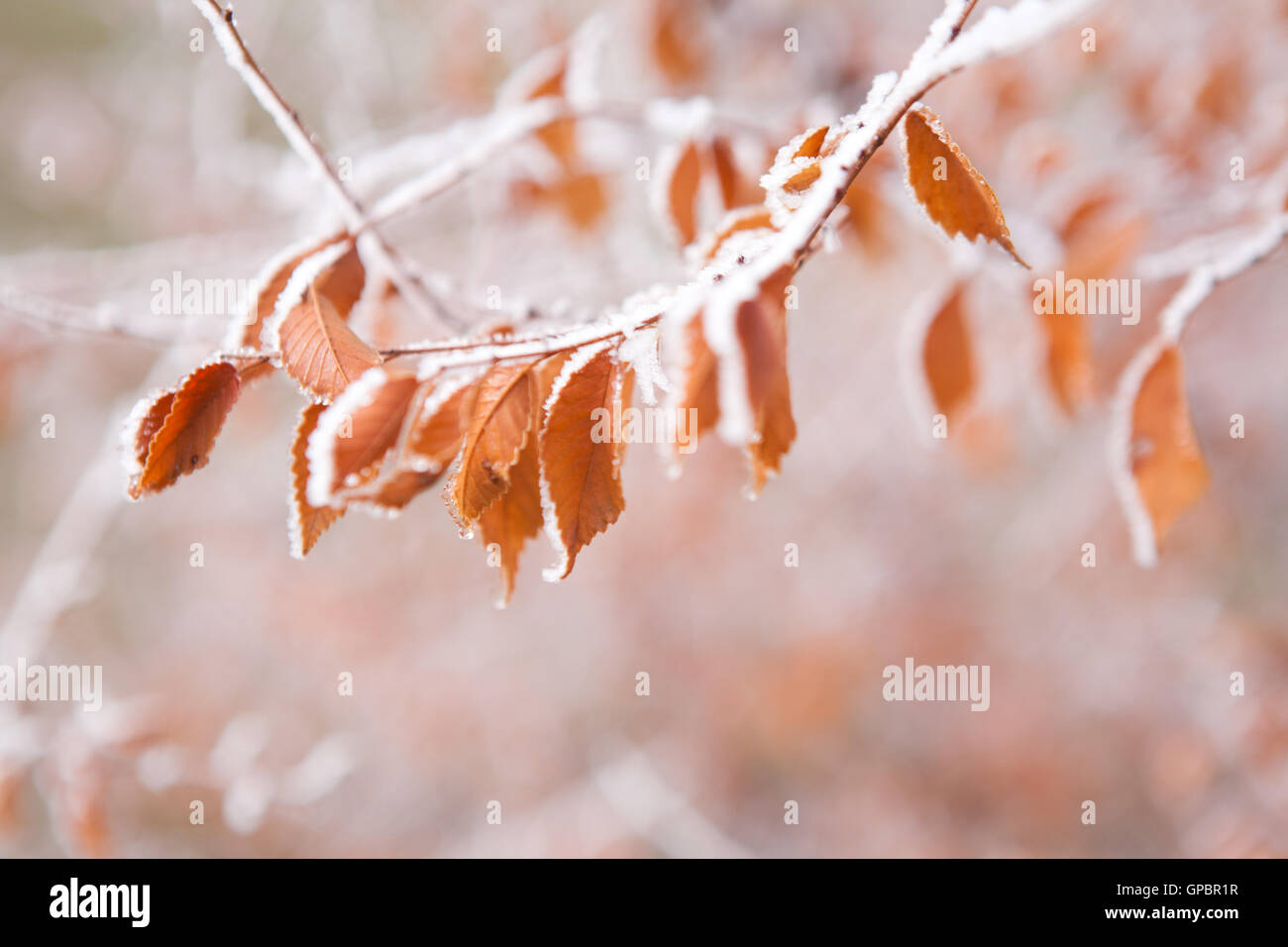 frozen leaves under the frost Stock Photo - Alamy