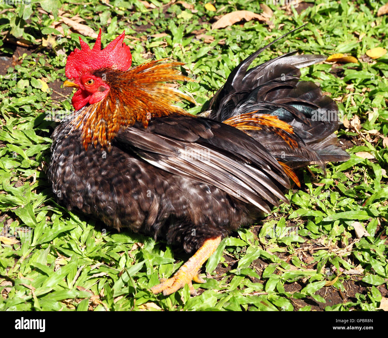 Japanese bantam chicken hi-res stock photography and images - Alamy