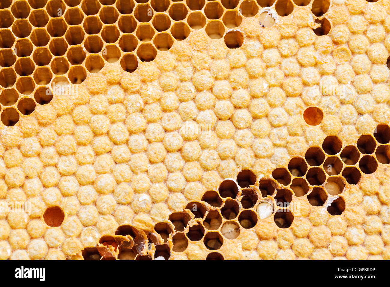 yellow beautiful honeycomb background Stock Photo - Alamy