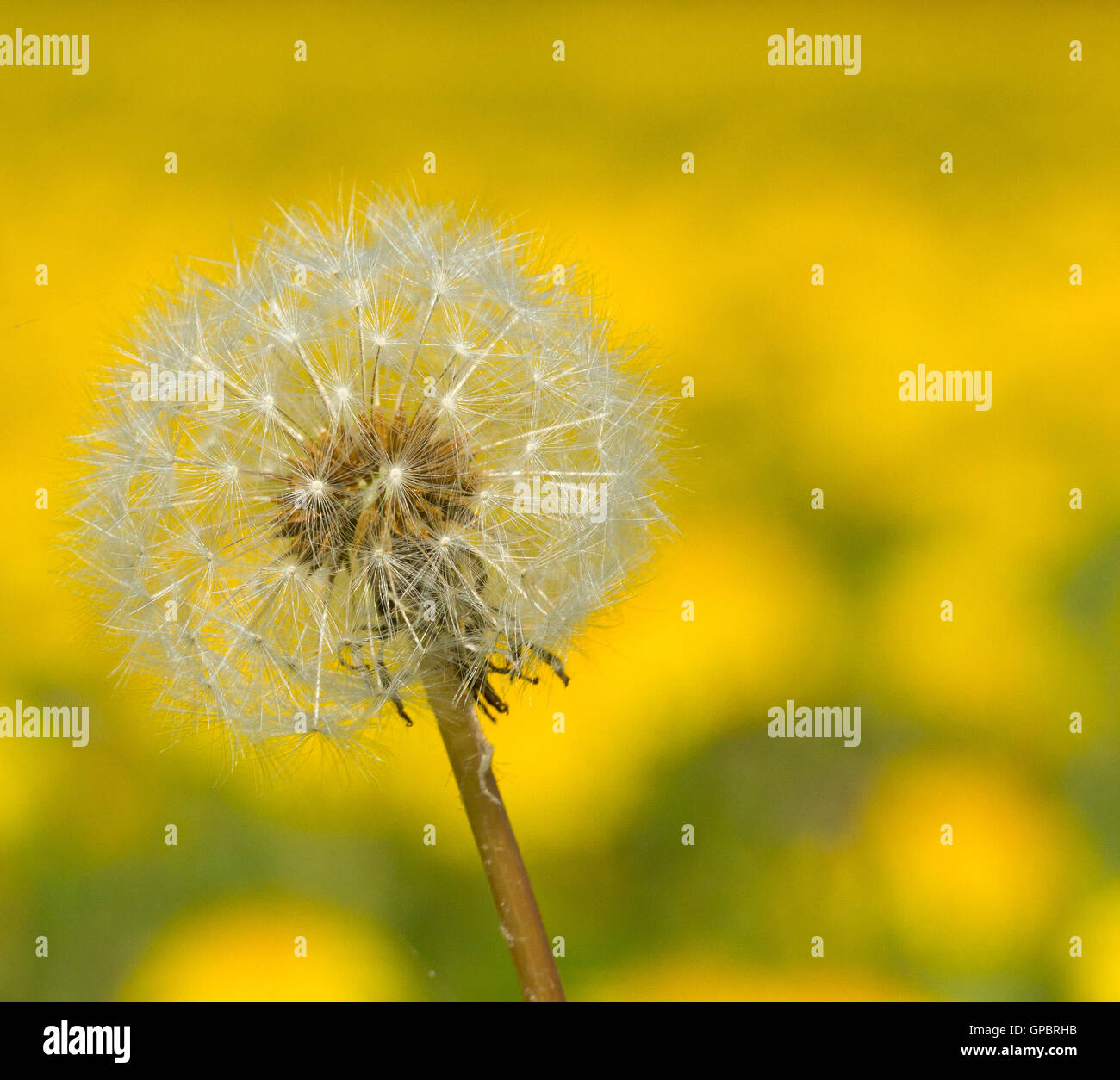 Hawkbit with a yellow background Stock Photo - Alamy